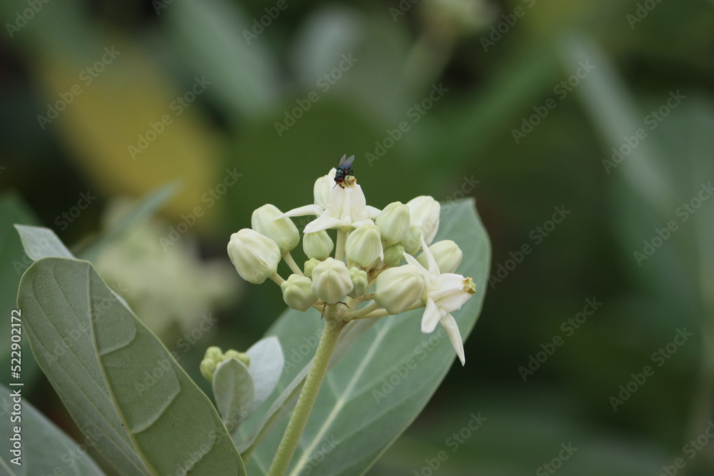 Calotropis gigantea, the crown flower, is a species of Calotropis ...