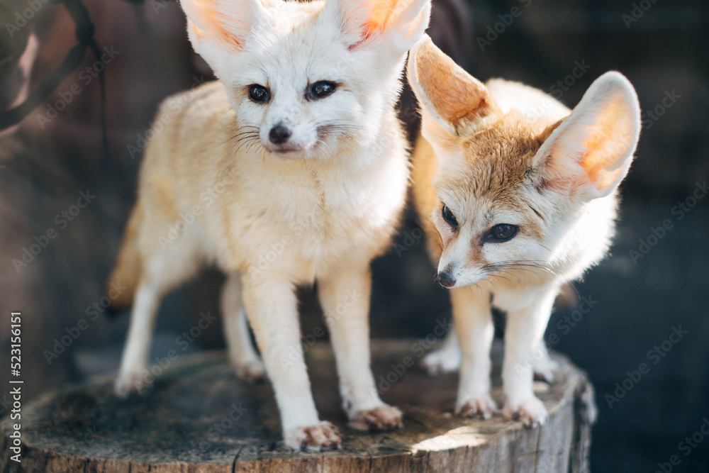 Two foxes of the Fennec breed stand side by side in an animal enclosure ...
