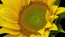 Wilted Sunflower Free Stock Photo - Public Domain Pictures