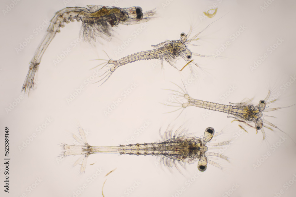 ภาพถ่าย Stock Shrimp, Zoea stage and Mysis stage of Vannamei shrimp in ...