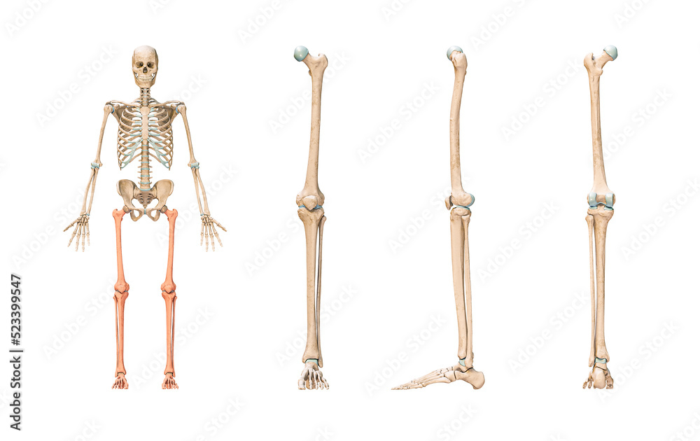Accurate leg or lower limb bones of the human skeletal system or skeleton isolated on white ...