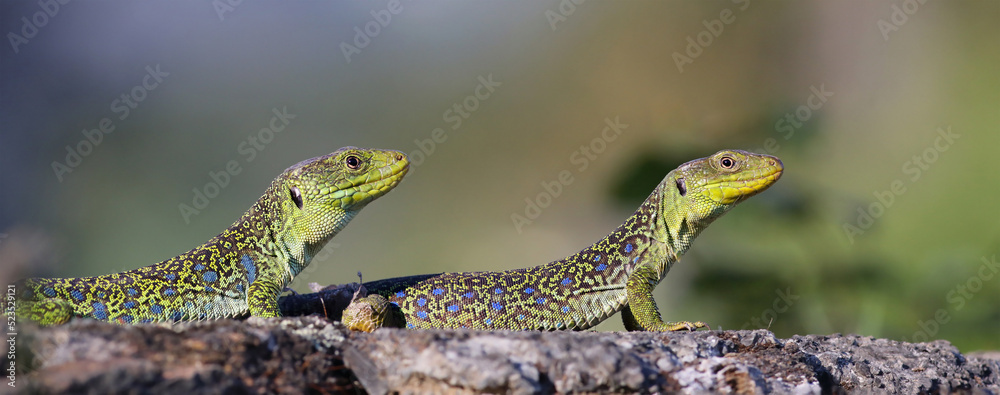 Stock-Foto „Banner or landscape-oriented image of a couple of ocellated ...