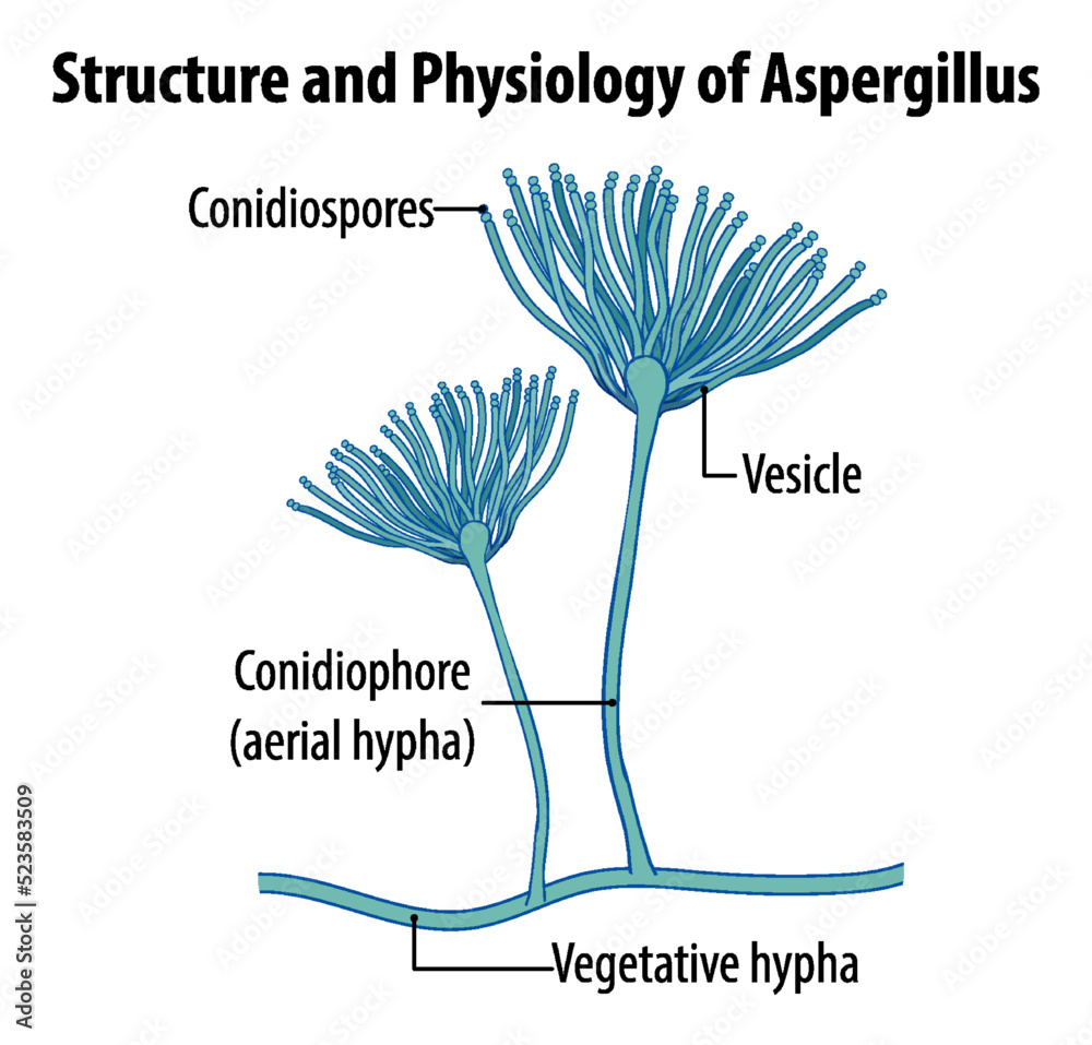 Structure and Physiology of Aspergillus Stock Vector | Adobe Stock