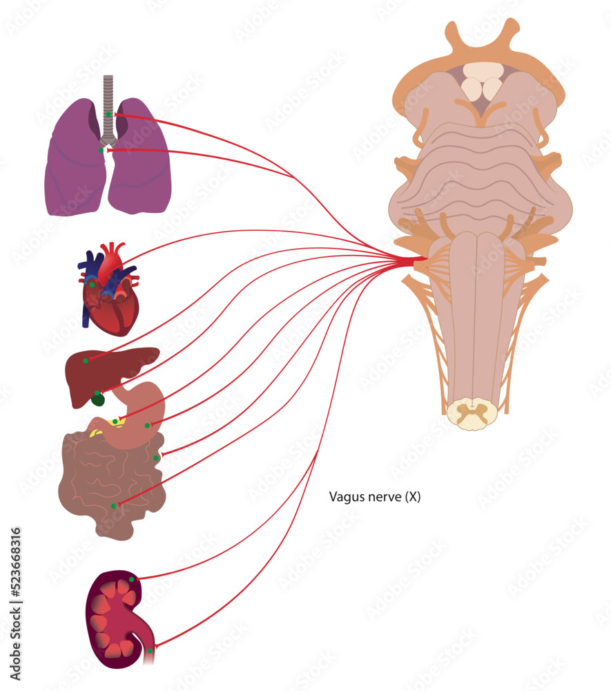 Vagus nerve illustration. Connection of the heart, lung, liver, stomach ...