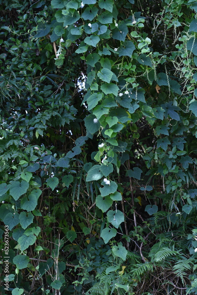 Japanese snake gourd flowers. Cucurbitaceae perenniial vine. Blooms ...