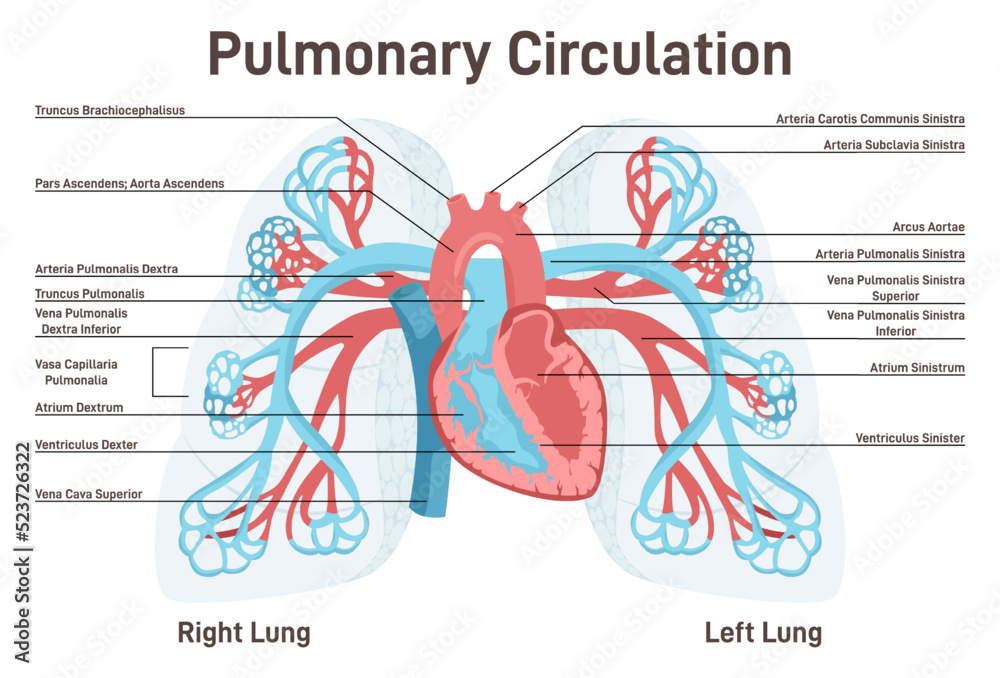 Pulmonary circulation. Anatomy of human lungs, heart and blood vessels ...