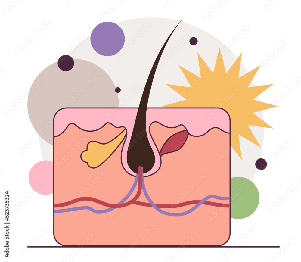 Hair structure. Cross-section anatomical structure of skin with hair ...