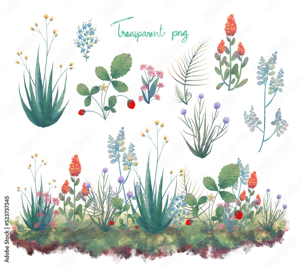 Wild flowers and plants watercolor illustration isolated, transparent ...