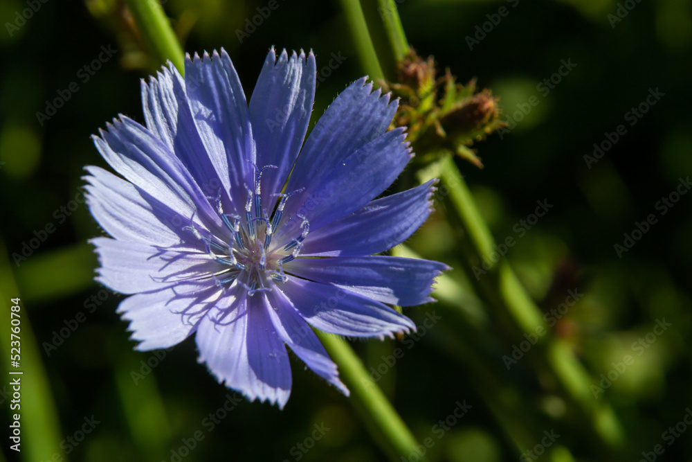 Blue Chicory flowers, close up. Violet Cichorium intybus blossoms ...
