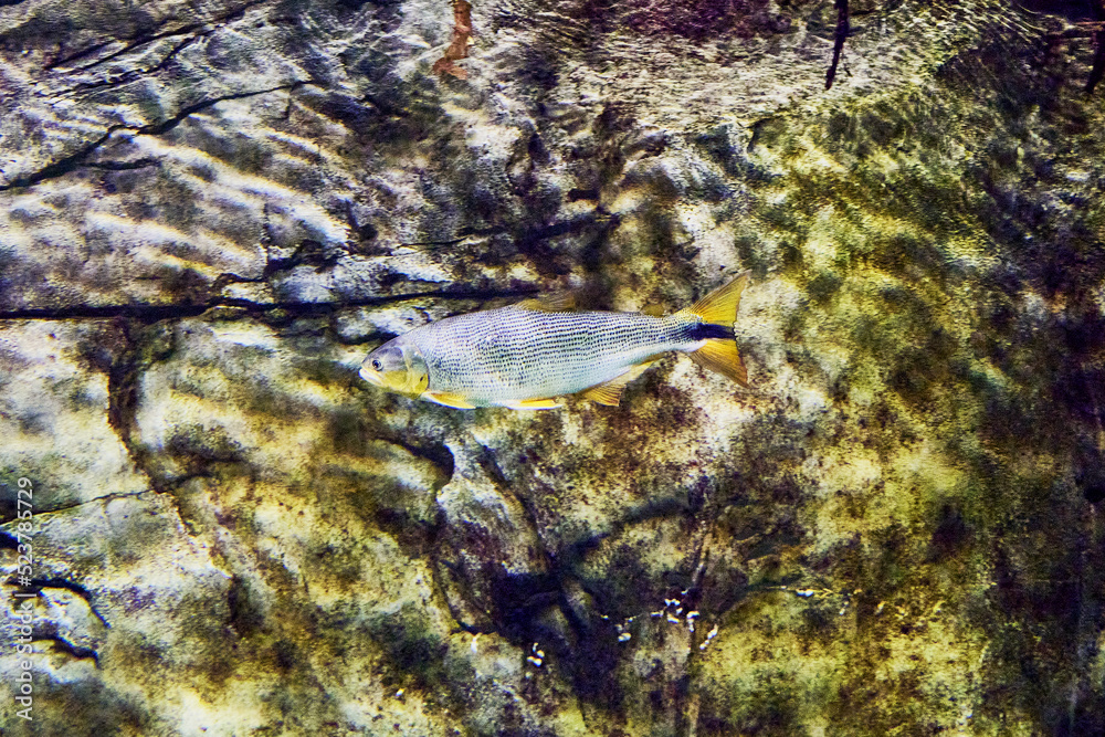 Salminus brasiliensis dorado, golden dorado, river tiger or jawed ...