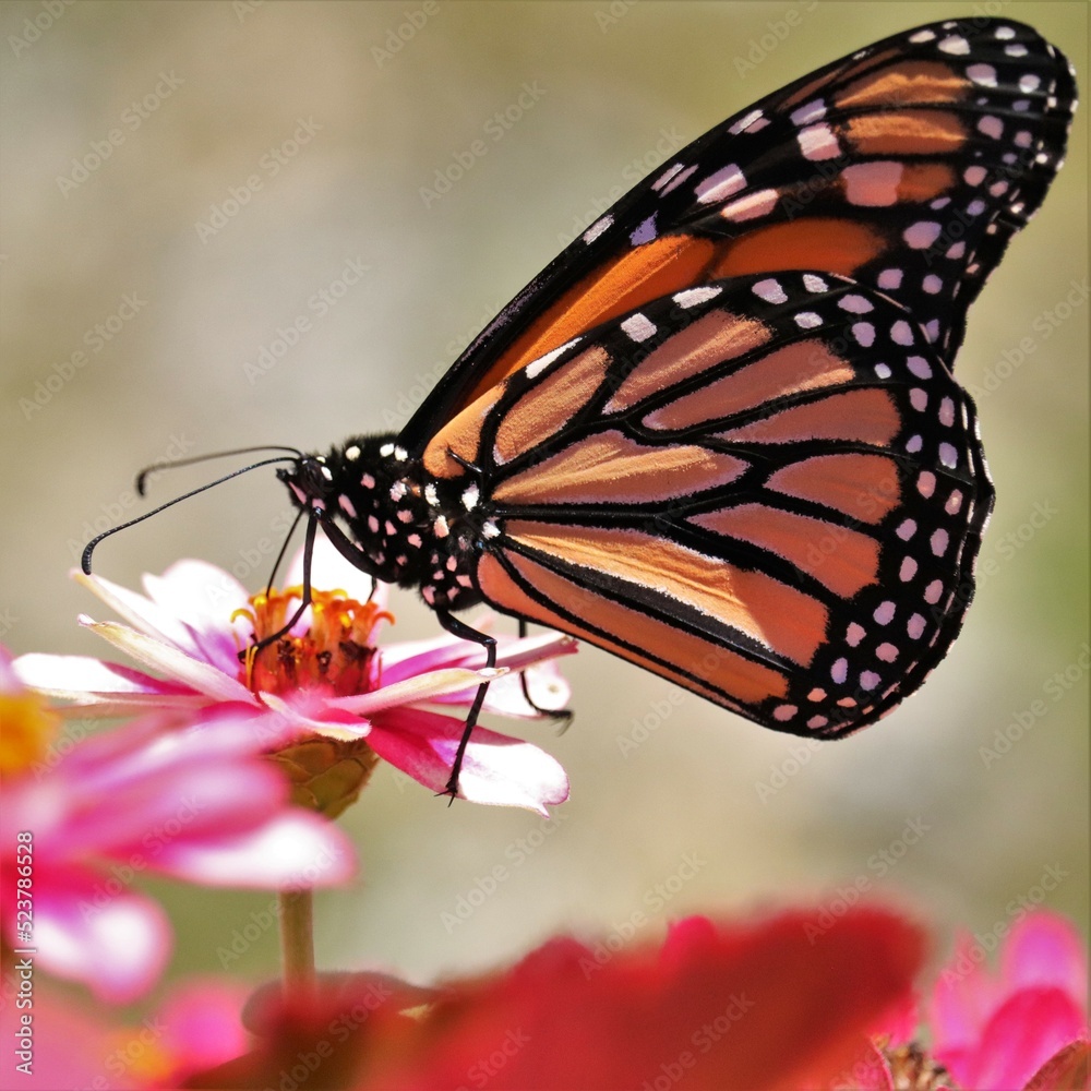 Rare Endangered Monarch Butterfly Stock Photo | Adobe Stock