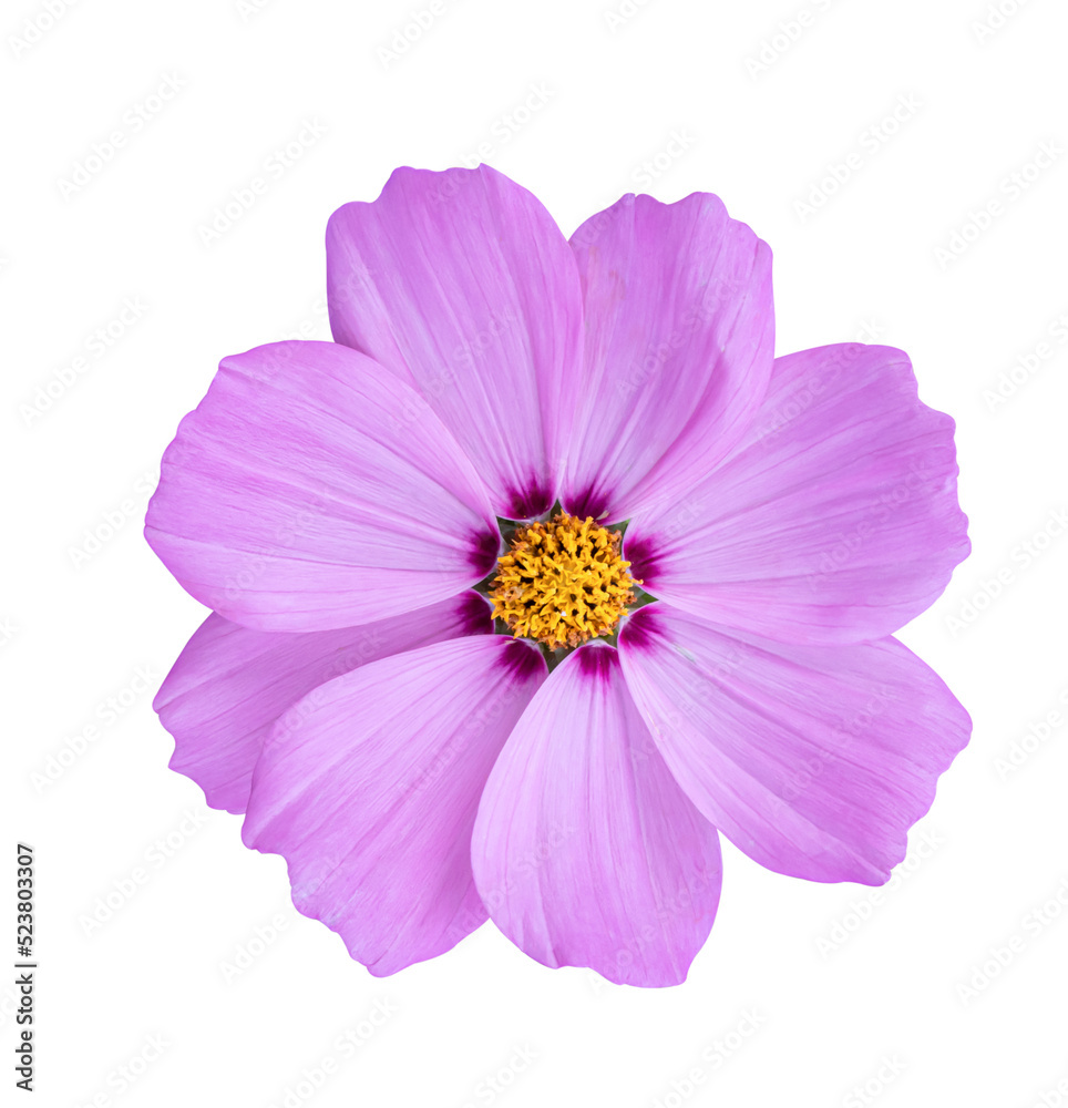 Cosmos flower Isolated on transparent background - PNG format. Stock ...