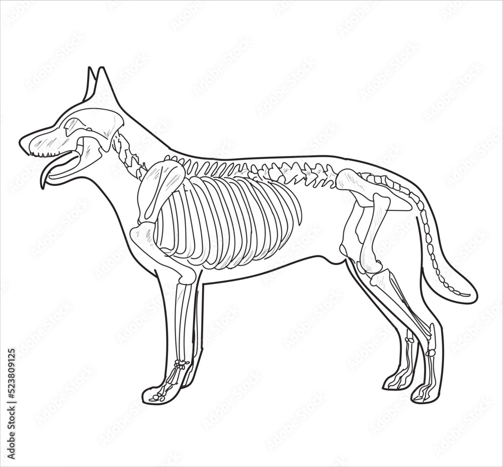 Dog skeletal system on a white background sketch hand drawing vector ...