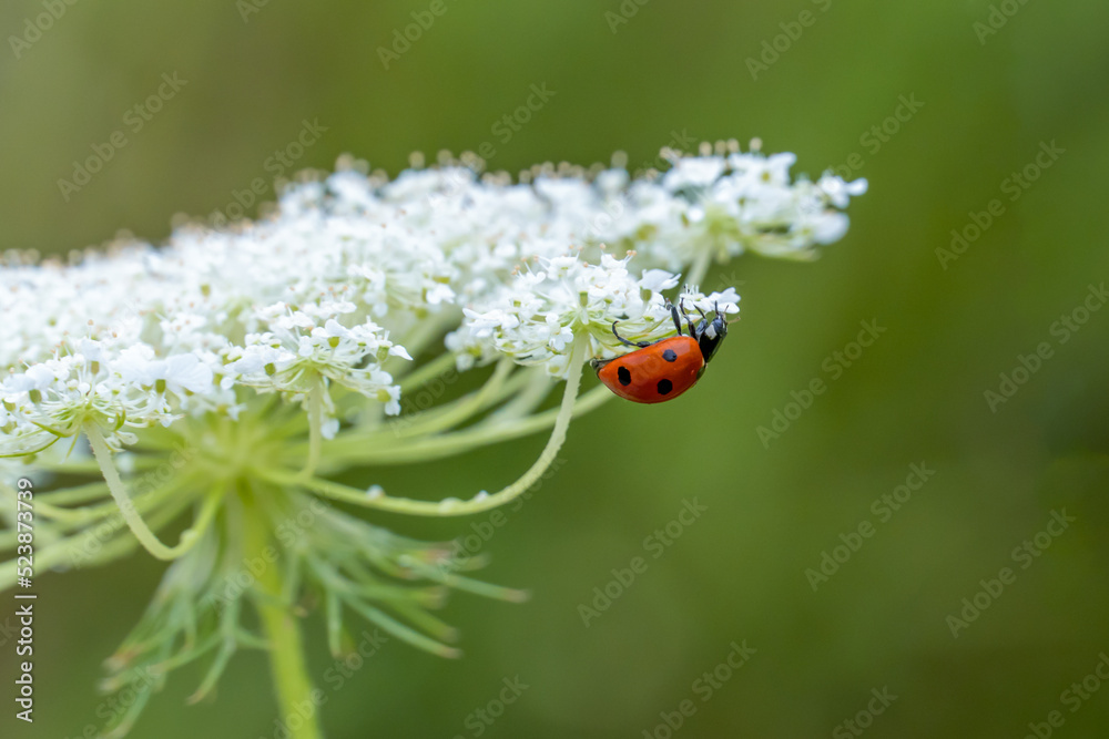 Bright red ladybug crawling up the underside of white wild flower ...