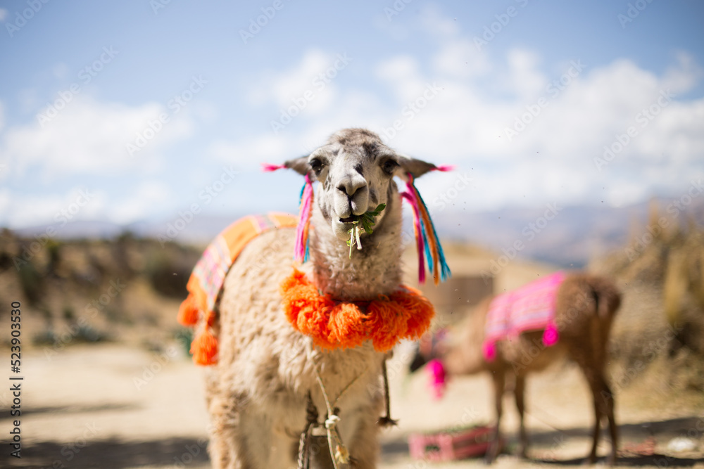 Fotografie Llama masticando alfalfa en un valle de perú. Concepto de ...