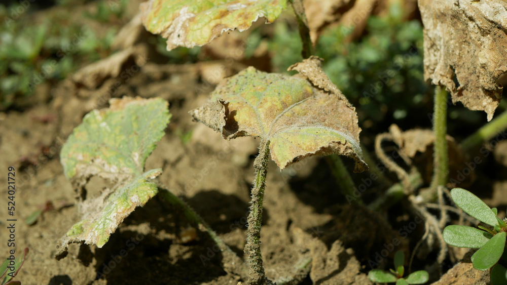 Cucumber leaf mold drought soil field damage Pseudoperonospora cubensis ...