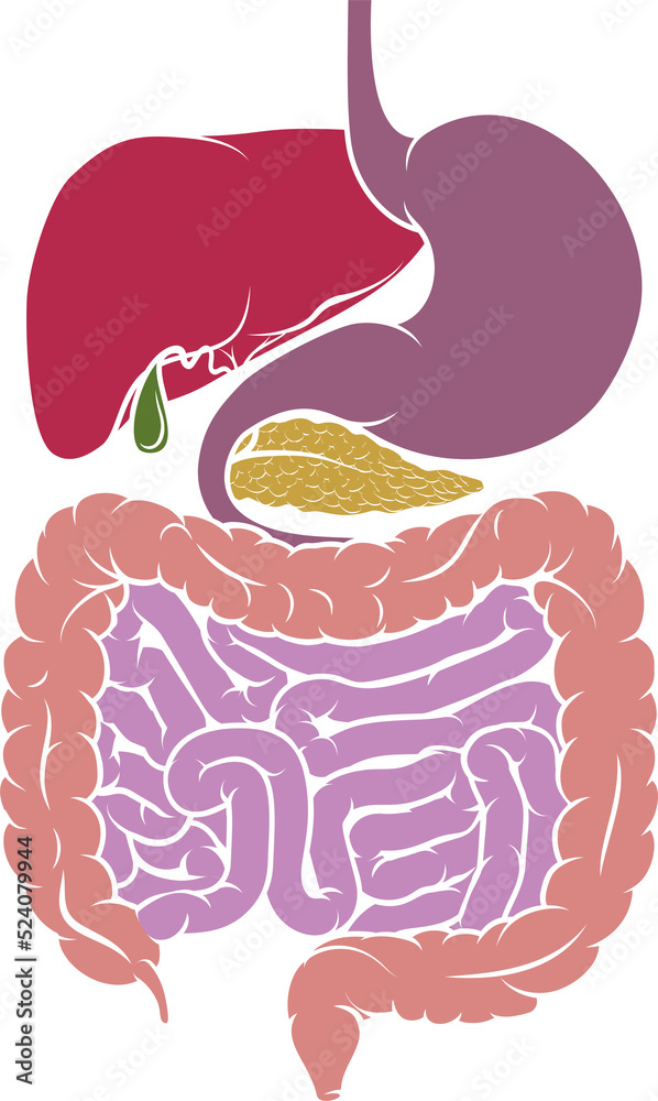 Human Anatomy Digestive System Tract Diagram Stock Illustration | Adobe ...