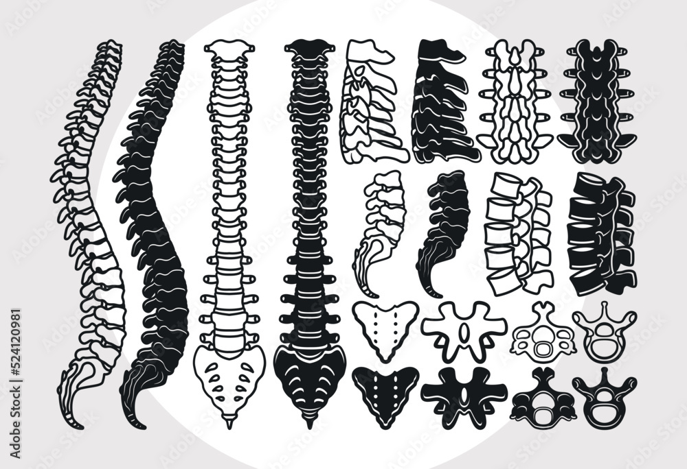Anatomy Spine SVG Bundle, Anatomy Svg, Human Spine Svg, Spine Svg ...