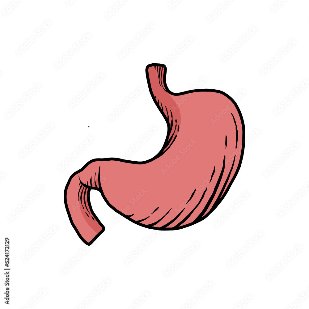 illustration of human stomach organs hand-drawn Stock Illustration ...