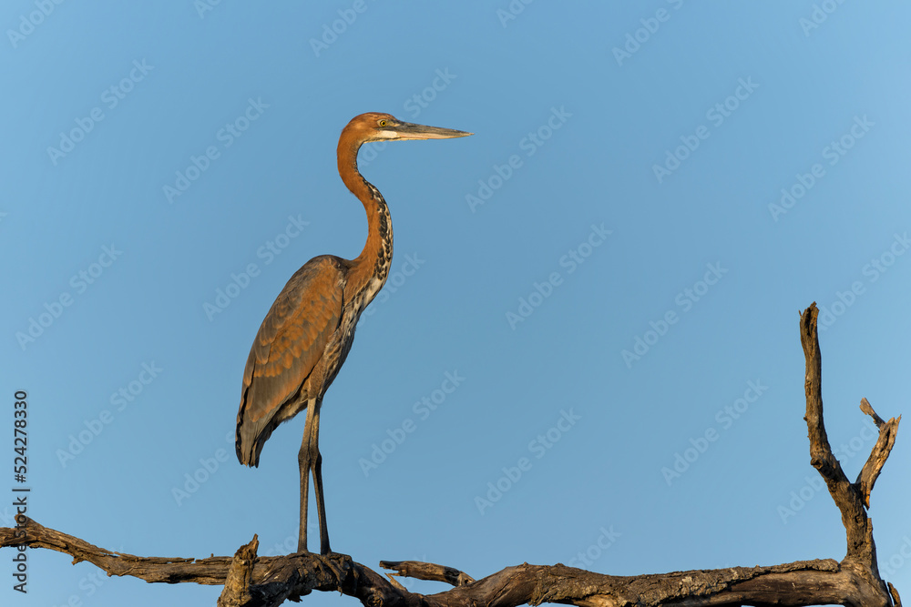 Goliath heron (Ardea goliath), also known as the giant heron, standing ...