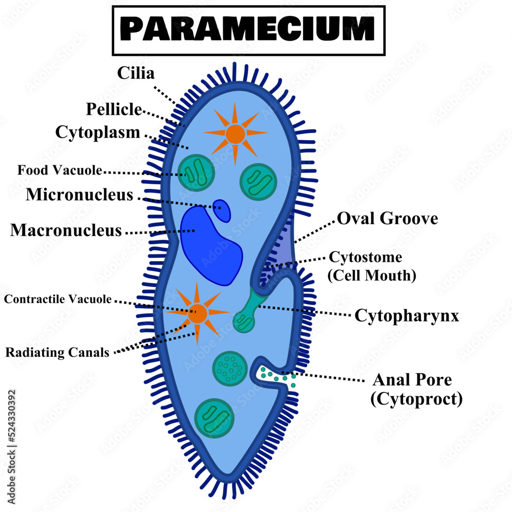 Structure of paramecium caudatum or paramecia with organelles.Ingohraphic for science or biology ...