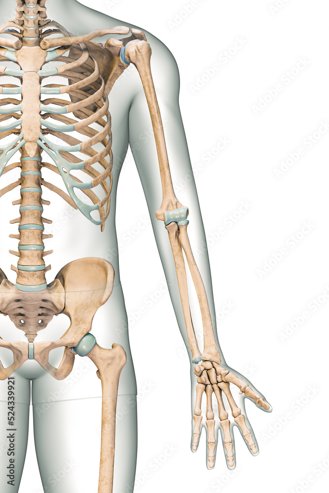 Accurate anterior or front view of the arm or upper limb bones of the ...