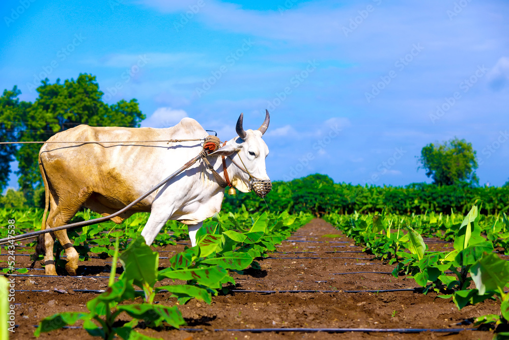 Indian pola festival , ox festival. Stock Photo | Adobe Stock