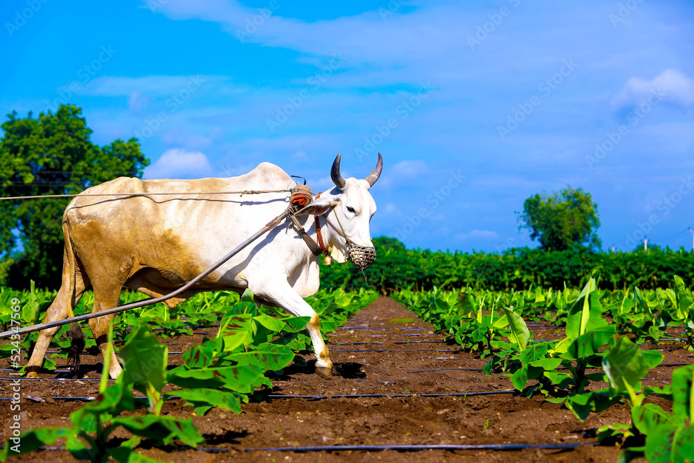 Indian pola festival , ox festival. Stock Photo | Adobe Stock