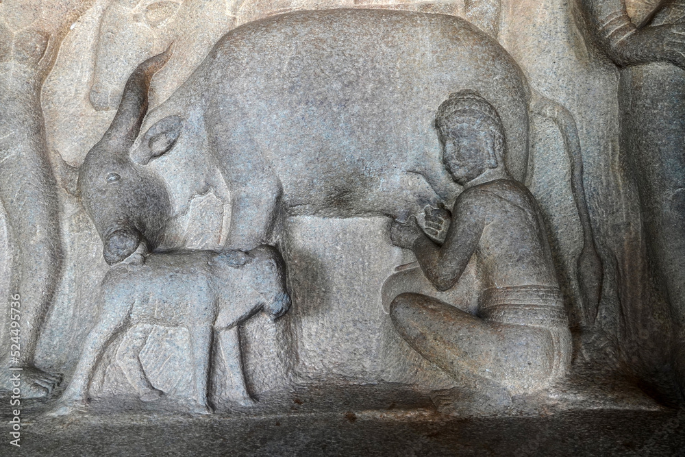 Milking of cow with its cattle by a man is depicted as the bas relief ...