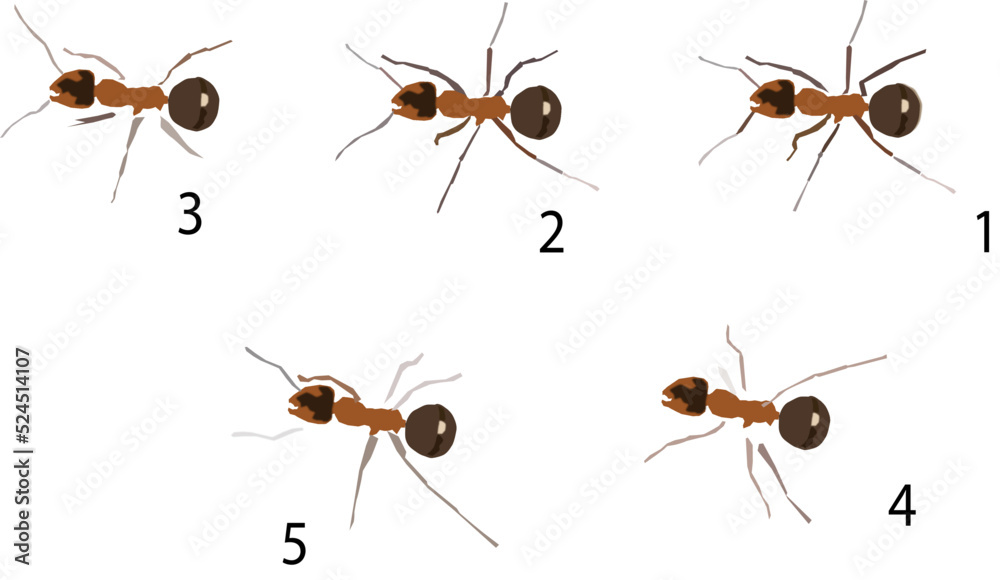 Ant walk cycle, image sequence for animation. Stock Vector | Adobe Stock
