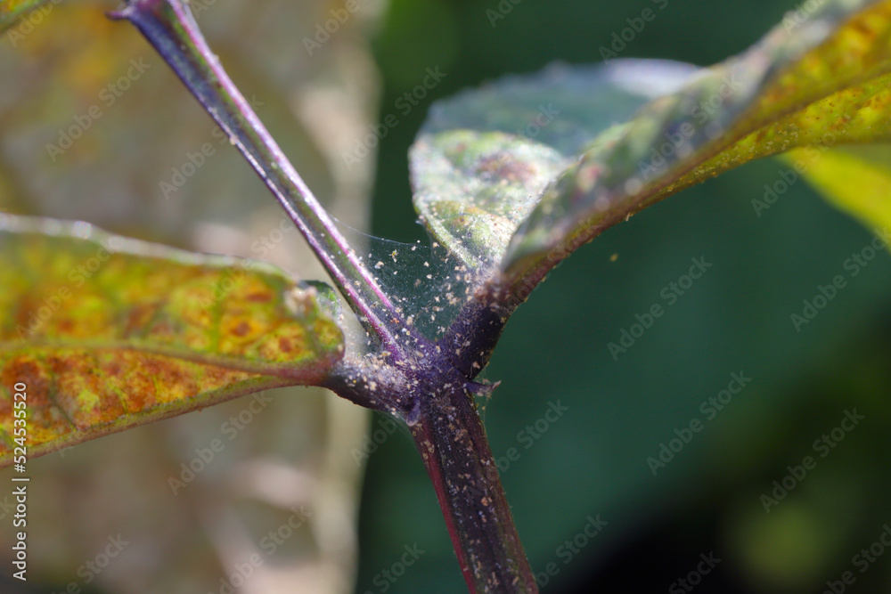 Tetranychus urticae (red spider mite or two-spotted spider mite) is a ...