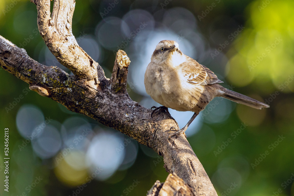 The chalk-browed mockingbird or "Sabia-do-campo" perched on a tree. It ...