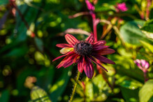 Red Rudbeckia Free Stock Photo - Public Domain Pictures