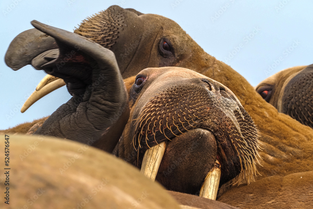 Walrus colony herd on the sand beach. Detail portrait of Walrus with ...