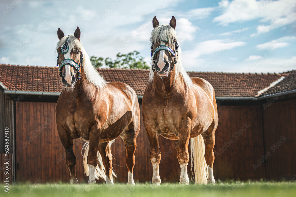Portrait of two chestnut noriker draft horse geldings posing at a inner ...