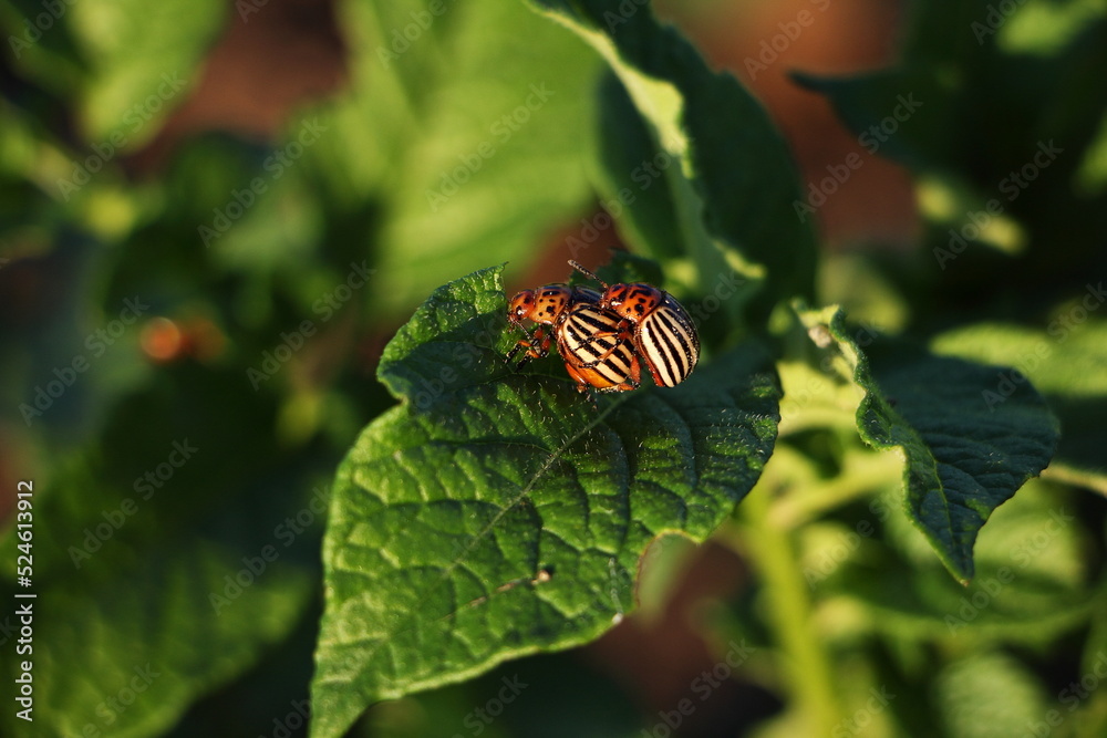 Colorado beetles breed on young potato leaves. Pests destroy crops in ...