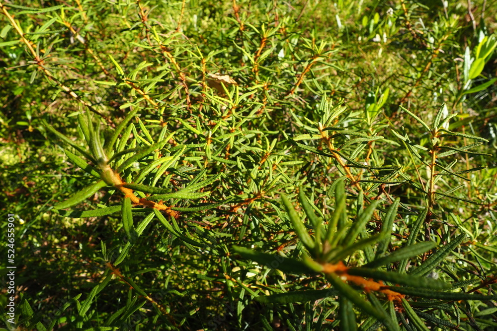Marsh rosemary Ledum palustre is a plant species from the Ledum genus ...