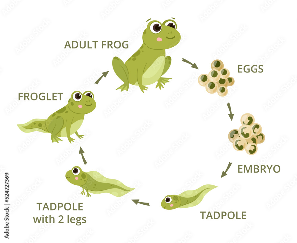 Cartoon frog life cycle, eggs, tadpole, froglet, amphibian evolution ...