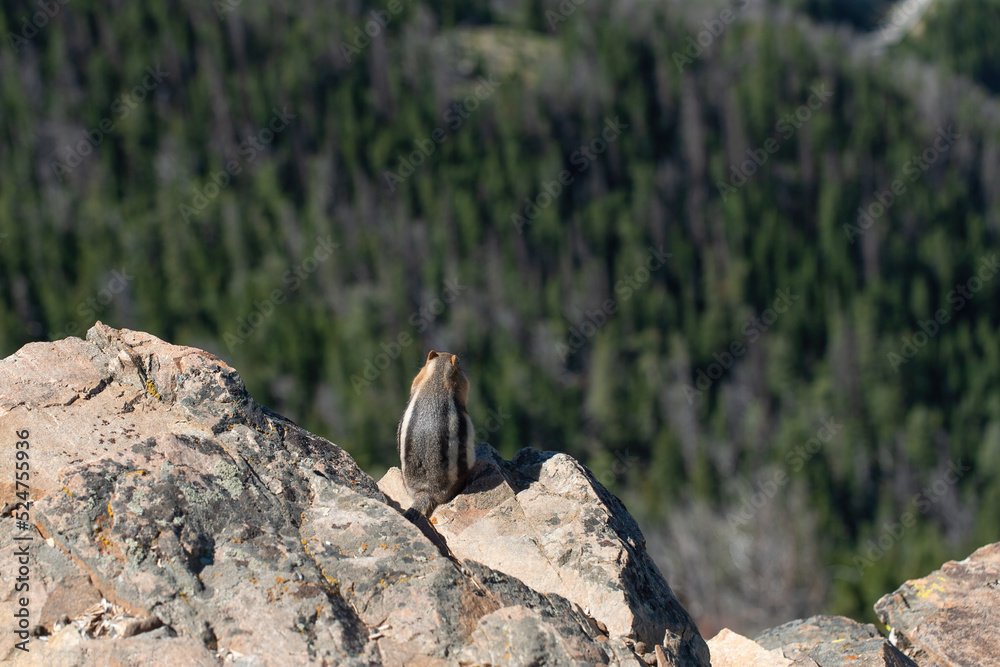 Obese, overweight Yellow-pine Chipmunk, Least Chipmunk or Red-tailed ...