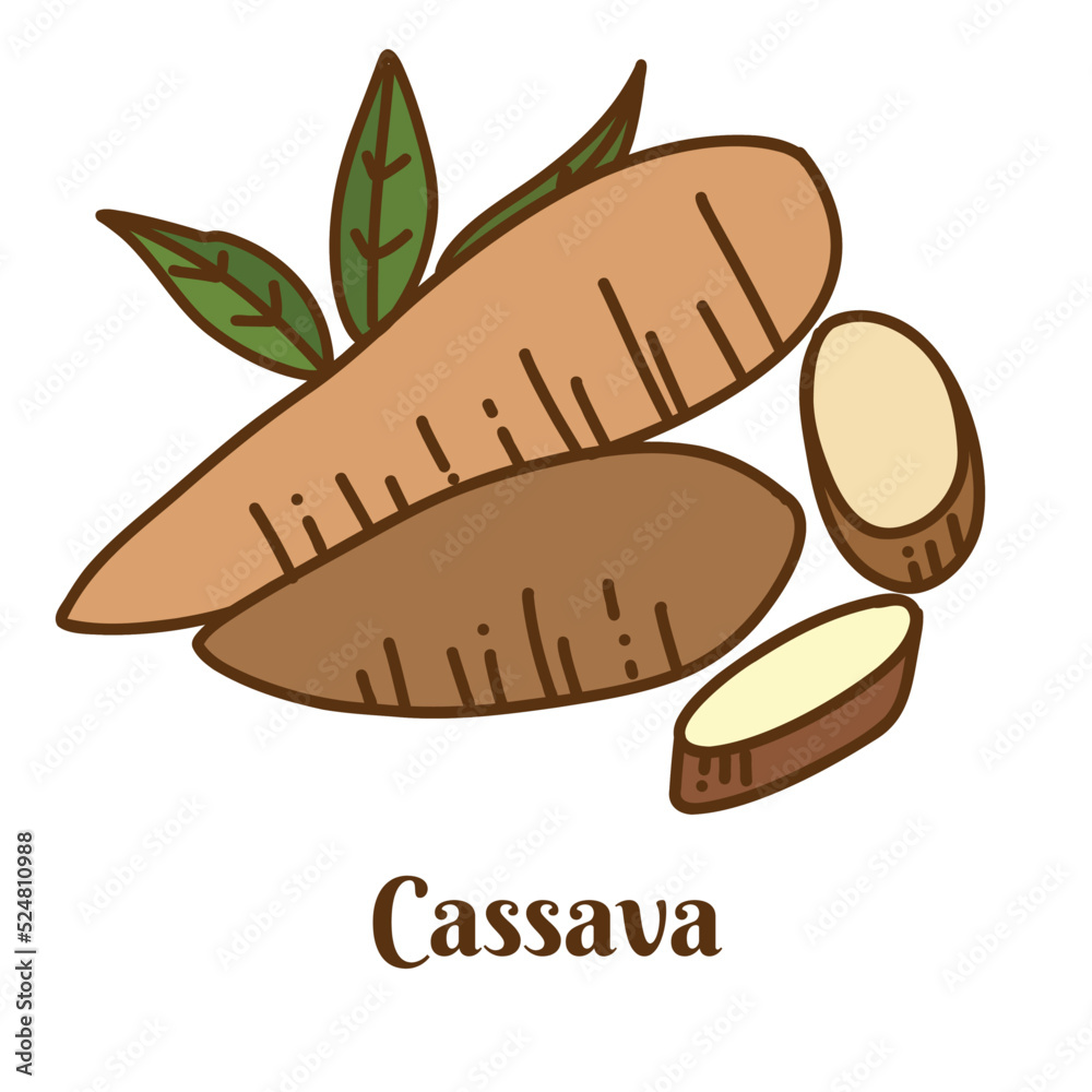 Cassava. Hand drawn flat cartoon vector illustration isolated on white ...