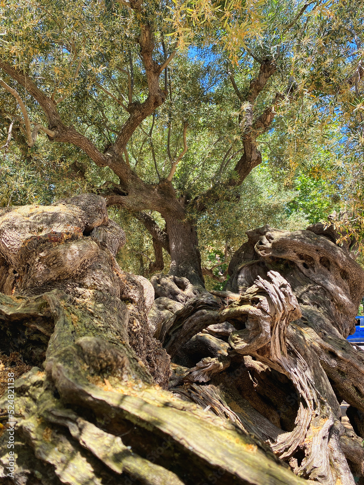 Alter Olivenbaum in Griechenland Stock Photo | Adobe Stock