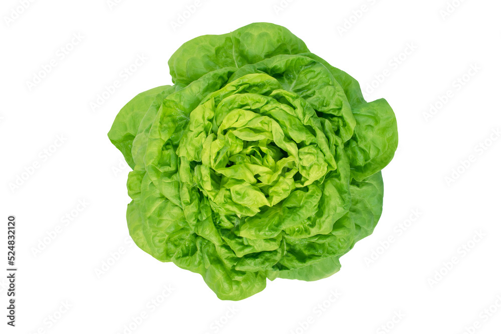 Lettuce salad head isolated transparent png top view. Butterhead ...