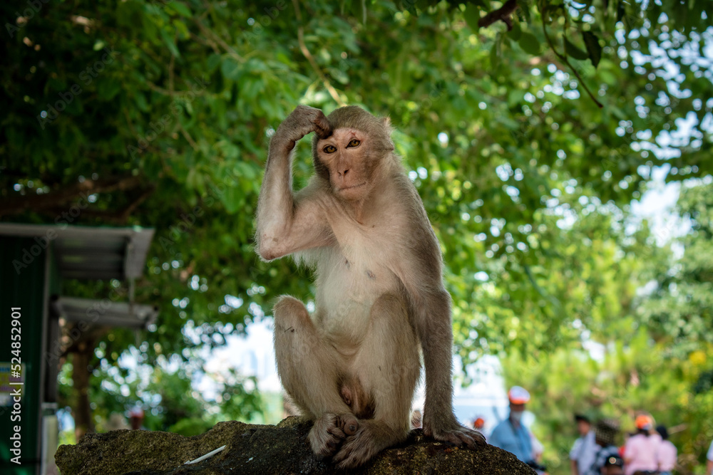 Simpático mono rascandose la cabeza y mirando a cámara Stock Photo ...