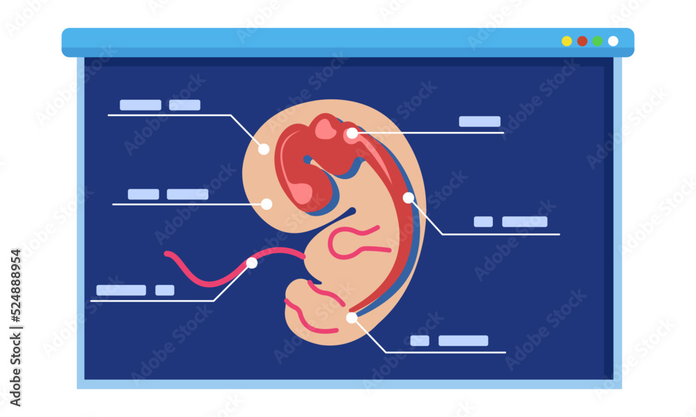 Human embryo Diagram with explaining. explain anatomy for lecture ...