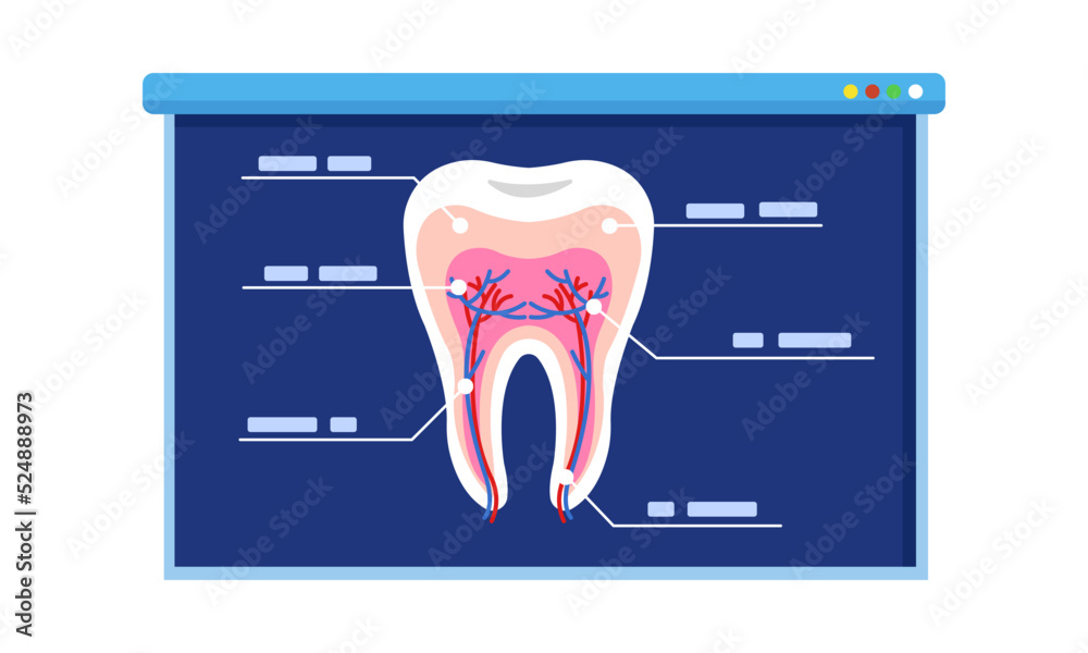 Tooth Diagram with explaining. explain anatomy for lecture, workshop ...