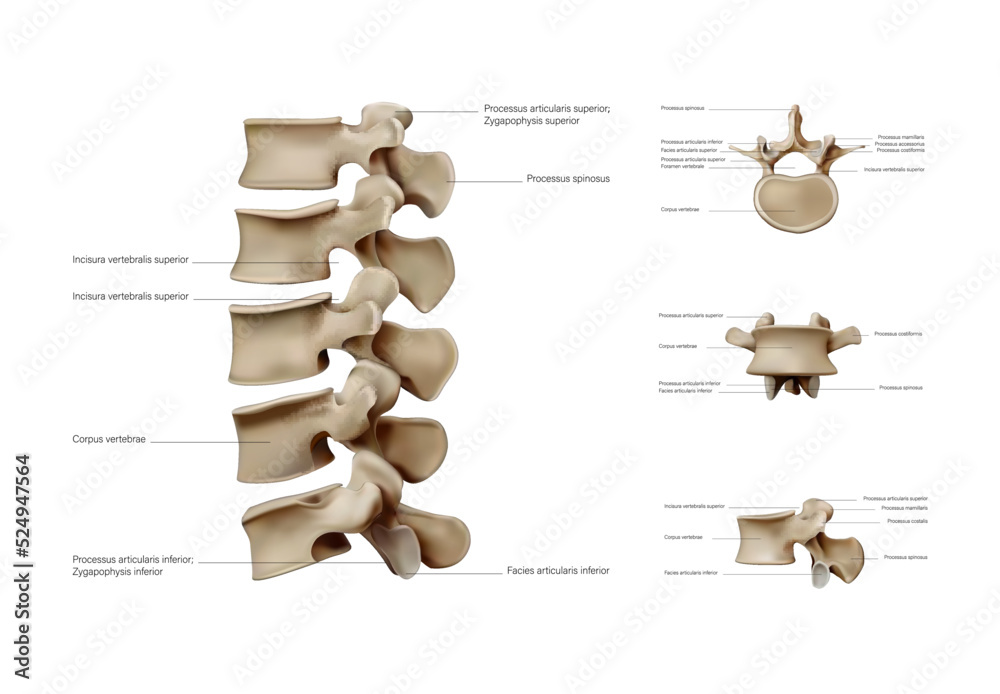 Ligaments and joints of the cervical vertebrae and the occipital bone. Back view. Vector ...