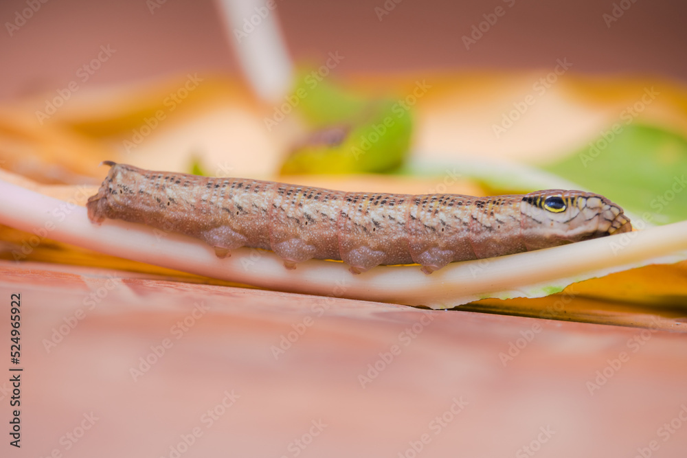 Caterpillar of hawk moth species, mimicking the head of a snake ...