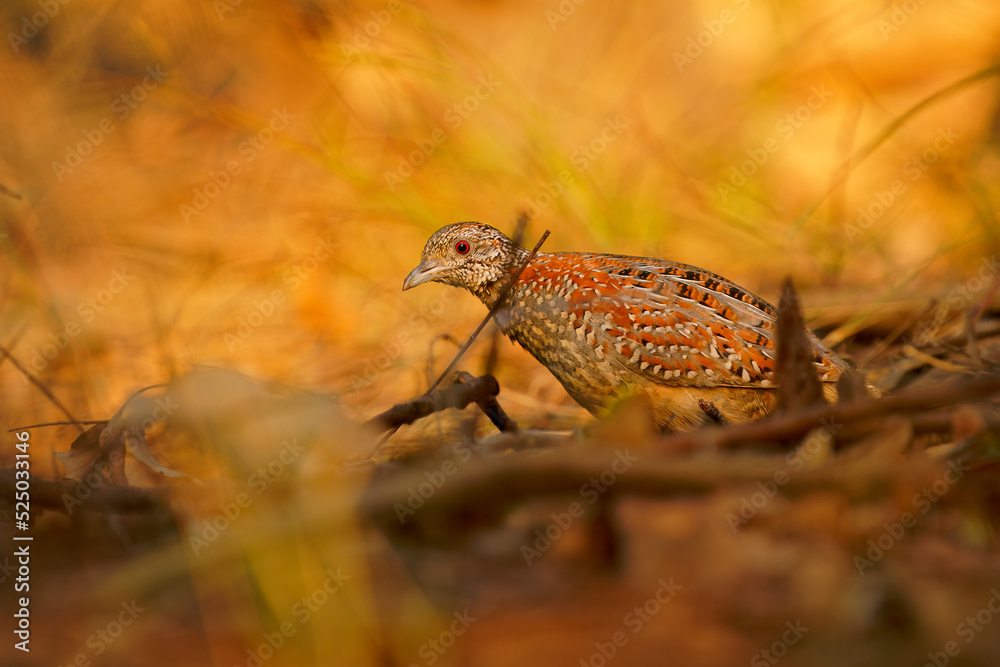 Painted buttonquail (Turnix varius) a special endemic bird of Australia ...