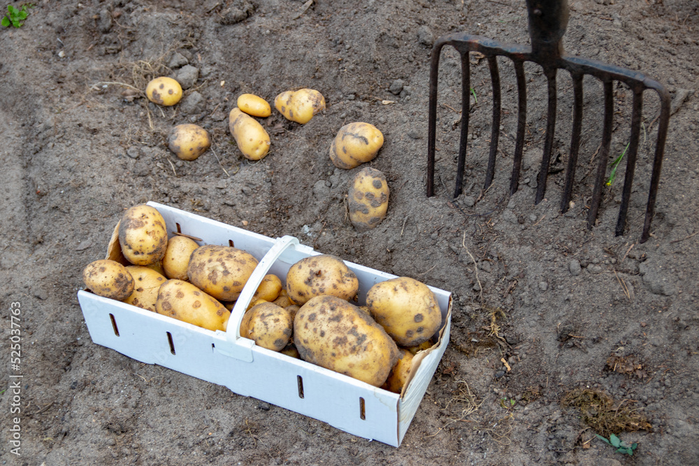 Harvesting potatoes. Fresh organic potatoes are lifted out of the ...
