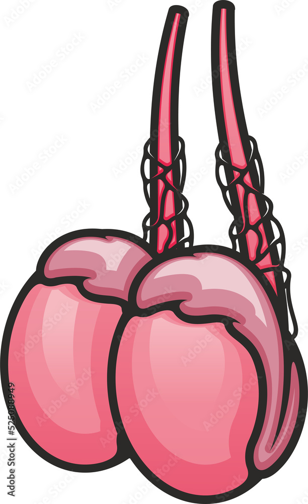 ภาพประกอบ Stock Human testicles, male reproductive system icon | Adobe ...